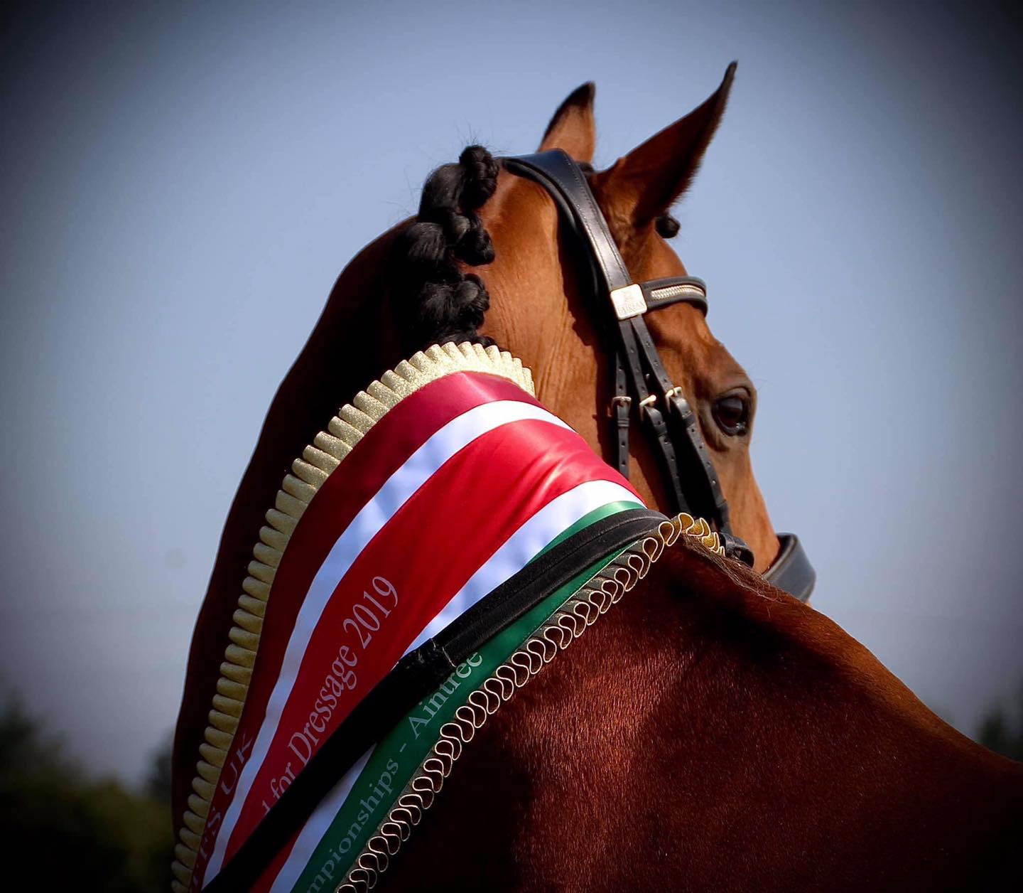 Equestrian Conversations: Louise Robson (Thoroughbred Dressage) – Glaze ...