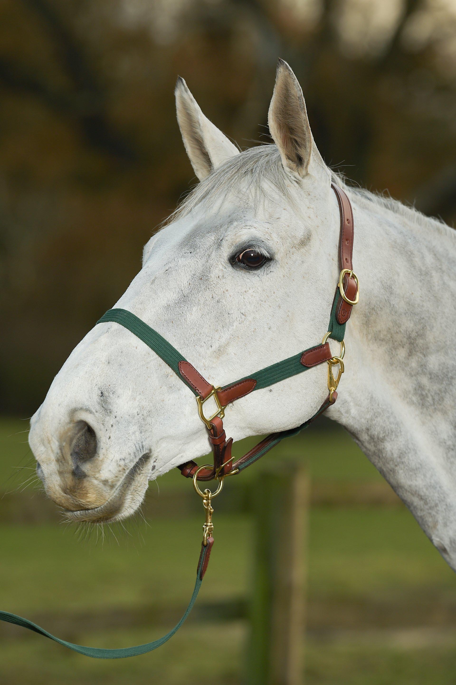 Horse Head collars – Glaze & Gordon
