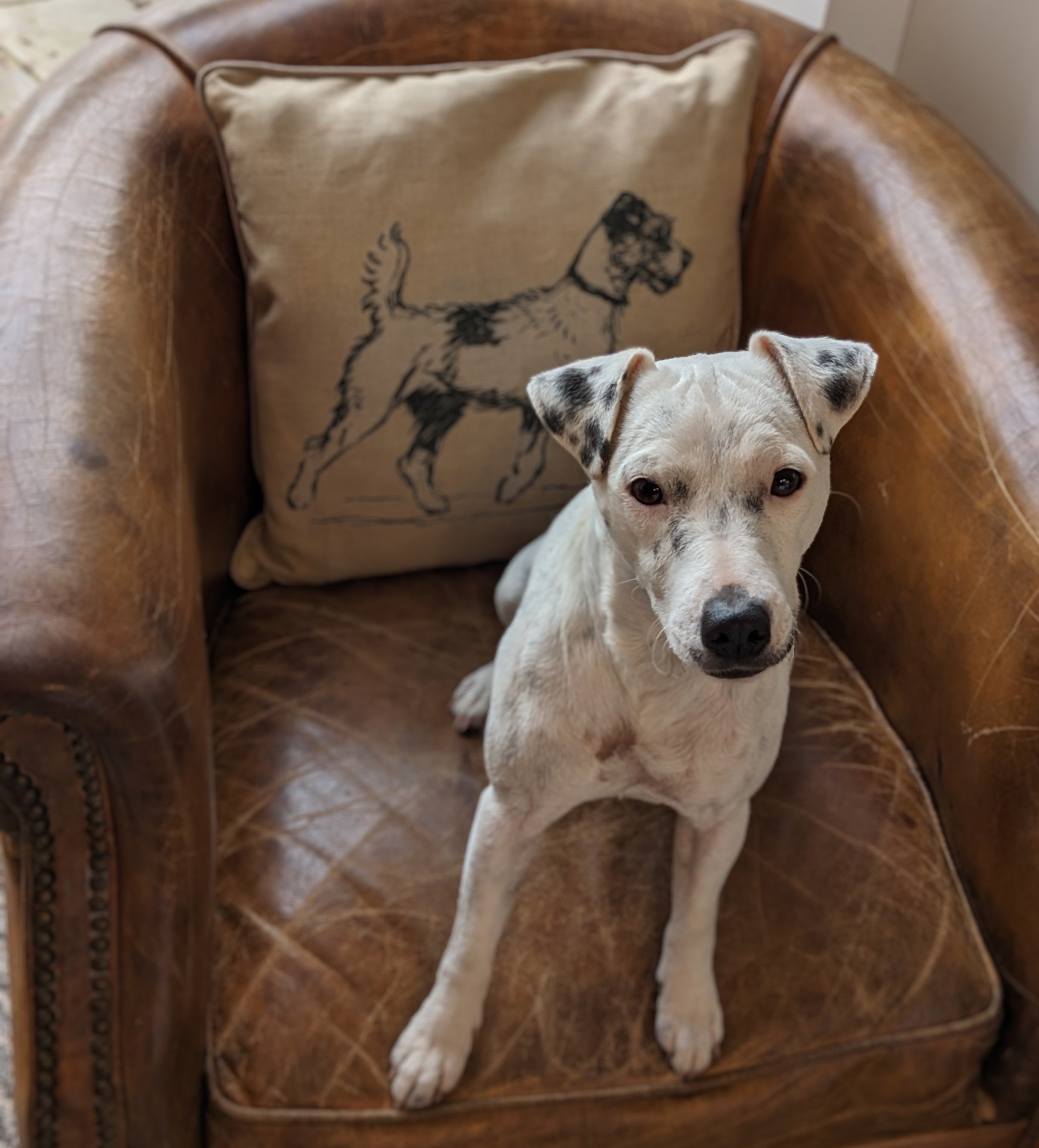 Isabel Scott x Cecil Aldin "Tatters" Square Cushion – Glaze & Gordon