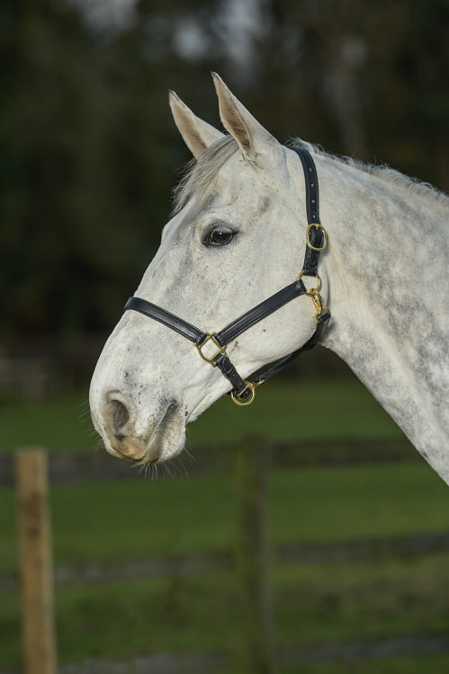 Glaze & Gordon Classic Leather Headcollar - Handcrafted