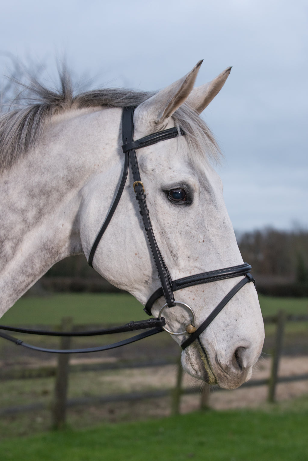 Glaze & Gordon Luxury Raised Cavesson Noseband with Flash