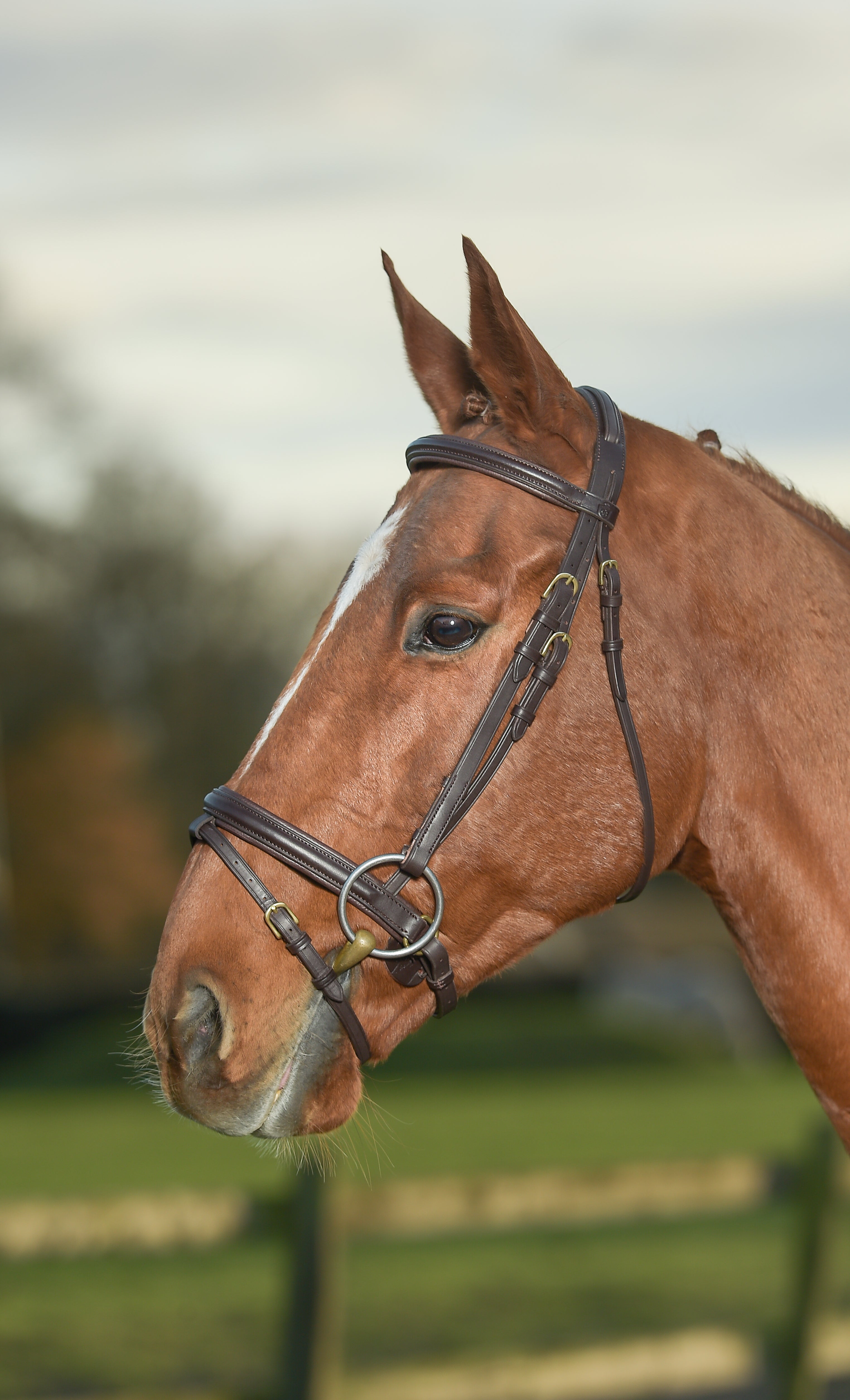 Glaze & Gordon Deluxe Comfort Padded Bridle