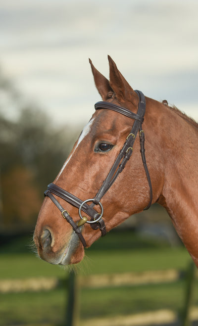 Glaze & Gordon Deluxe Comfort Padded Bridle